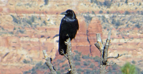 Science Corner: Bird-Brained Schematic - Emerging Scholars Blog