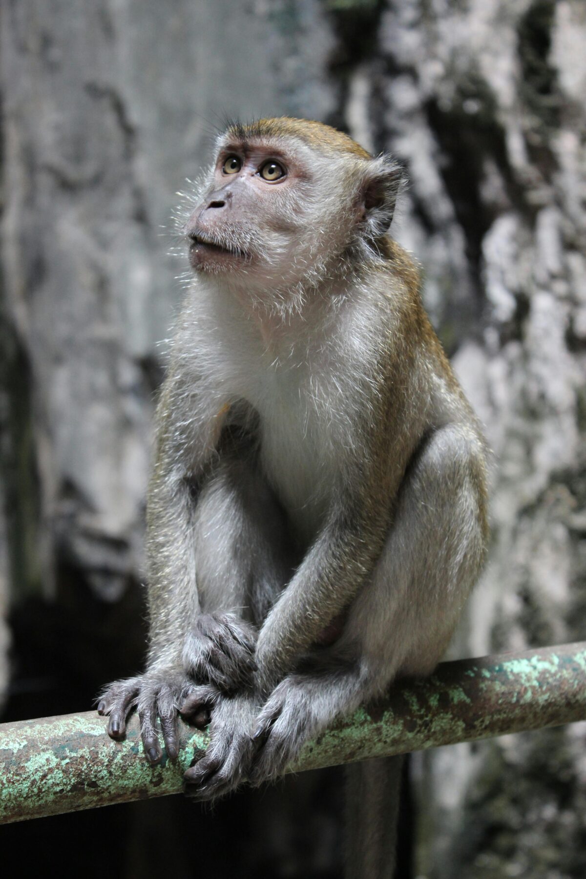 Science Corner: Don't Wanna, Can't Make Me - Emerging Scholars Blog